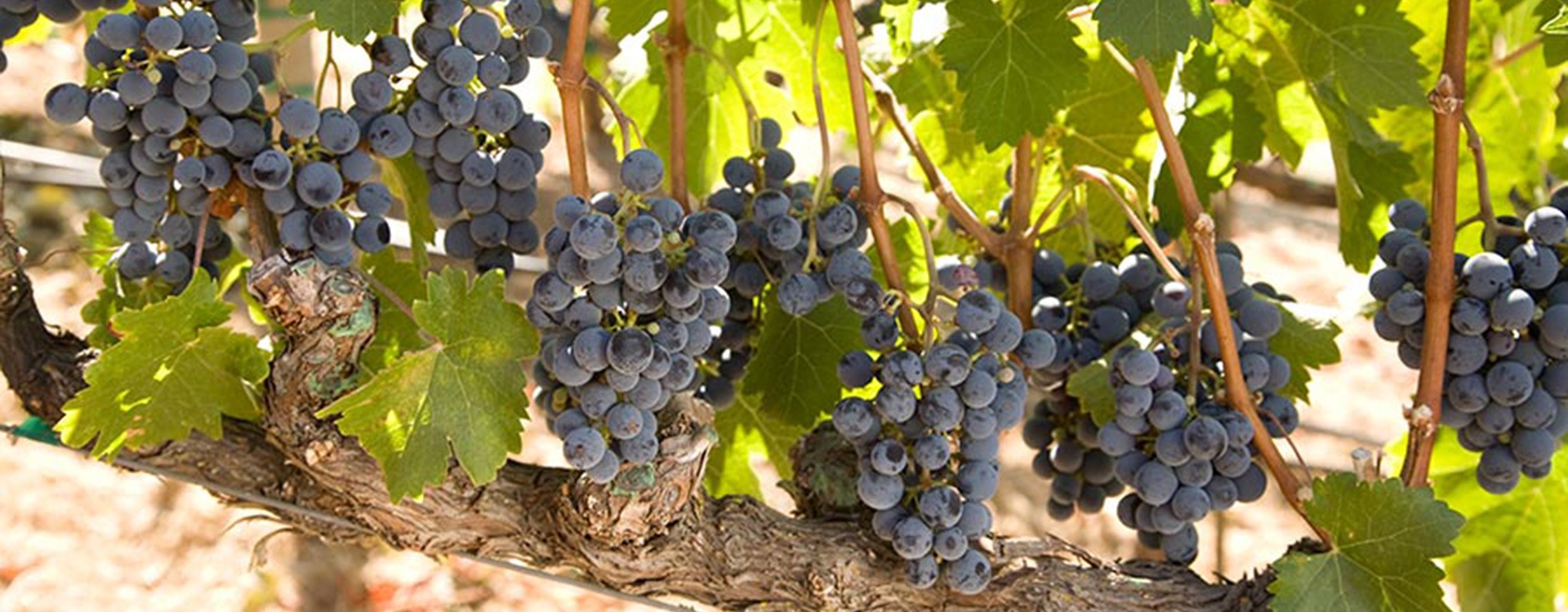 Une semaine, un cépage - Apprenez en plus sur le vin